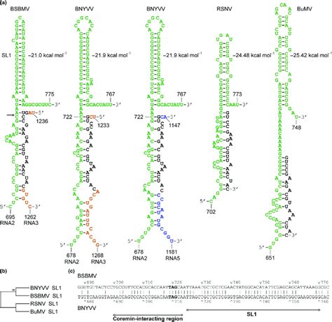 Models Of The Secondary Structure Of Sl1 And The Intermolecular Download Scientific Diagram