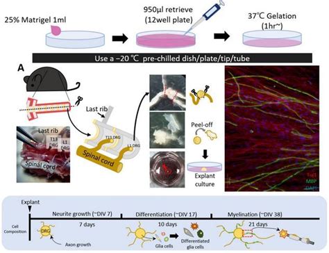Callforreading Recommendations Free Methods Protocol Model Mice