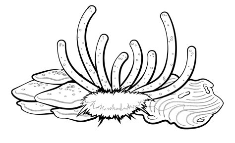 Coral Template Free Download Free Printable