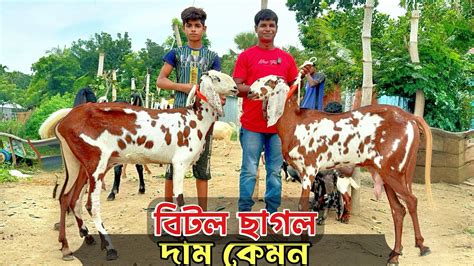হান্নান ভাই এর বিটল Betaal ছাগল ও Boer ছাগলের কালেকশন। বিটল পাঠা। বিটল বাচ্চা সহ মা ছাগল।বোয়ার