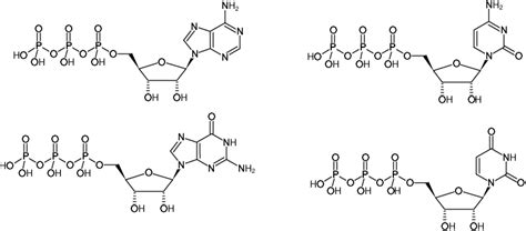 Ntp Mix 25 Mm Solution Nucleotides Jena Bioscience
