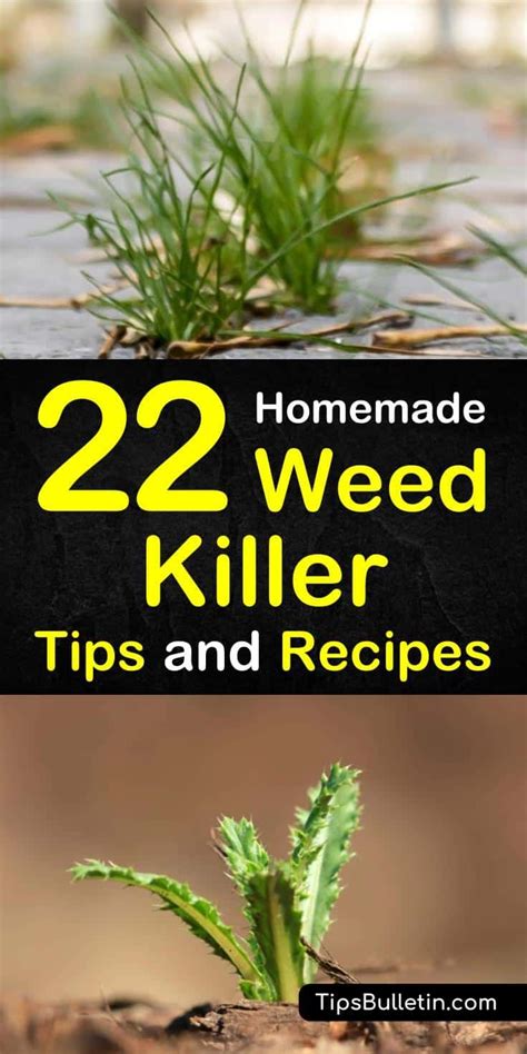 How To Get Rid Of Grasshoppers Natural Grasshopper Control Artofit