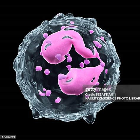 Eosinophil Image Photos And Premium High Res Pictures Getty Images