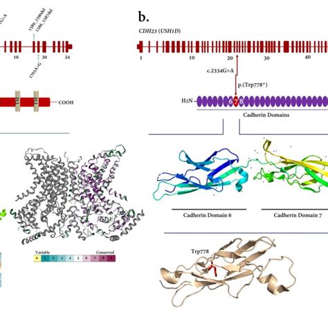 A Organization Of The Tmc1 Gene Nm 138691 2 And Tmc1 Protein Showing Download Scientific