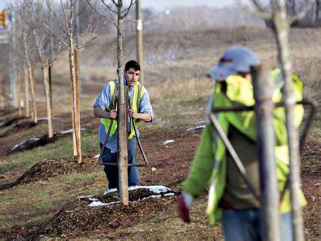 Trees For The Bay Bay Weekly