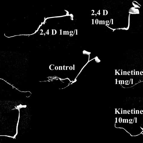 Morphology Of 14 Day Old Raphanus Sativum Seedling Download Scientific Diagram