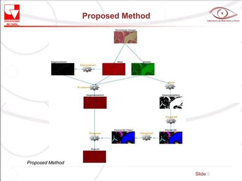 a cells segmentation approach in epithelial tissue using histology