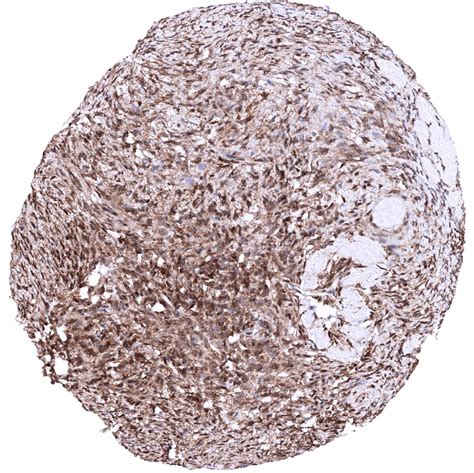 mtap msva 741r ms validated antibodies