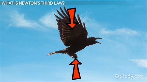 Practice Applying Newton S Third Law Lesson Study Com