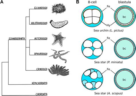 Echinoderms Examples Frontiers Live Imaging Of Echinoderm Embryos To