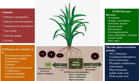 Cadmium Stress And Toxicity In Plants An Overview At Matthew Hockett Blog
