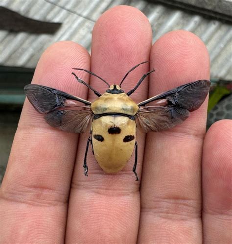 Real Man Faced Stink Bug Deaths Head Bug Taxadermy Pinned Dried Insect
