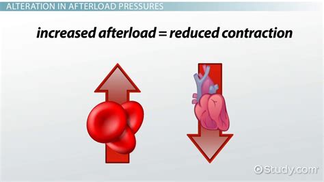 Afterload Definition And Reduction Lesson