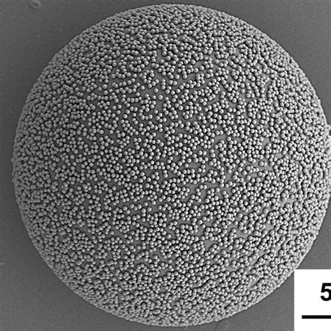 Sem Image Of An Electrostatically Assembled Sio2sio2 Composite