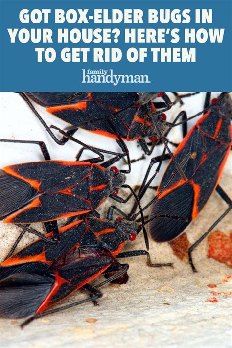 How To Get Rid Of Spiders Box Elder Bugs Box Elder Diy Bug Repellent