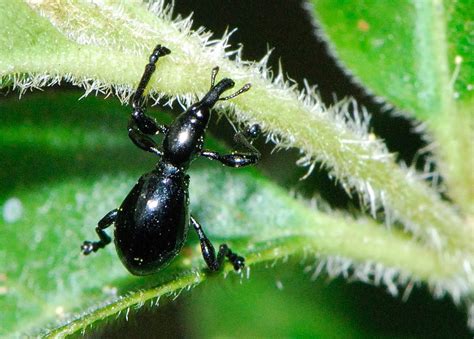 Tiny Black Weevil Myrmacicelus Sp