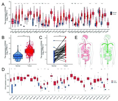 Ezh2 Mrna Expression Levels Between Tumor And Normal Samples Ezh2 Mrna