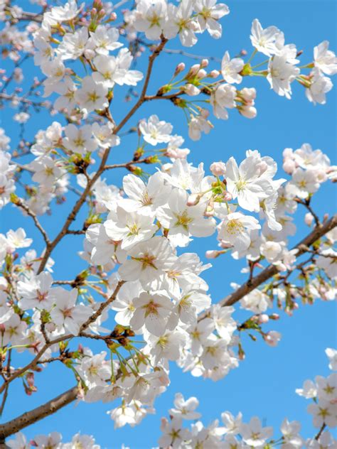 가지 경치 경치가 좋은 계절 계절의 꽃 고요한 과수원 꽃 꽃무늬 꽃이 만발한 나무 꽃이 피는 꽃잎 나무