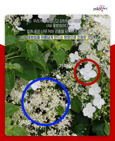 새콤달콤한 딸기는 과일이 아니다 우리가 알던 식물 상식 오해입니다만 Kisti의 과학향기