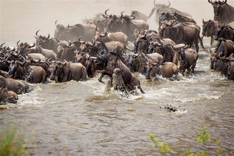 Wildebeest Migration Crossing The Mara Best Kenya Safari Experiences