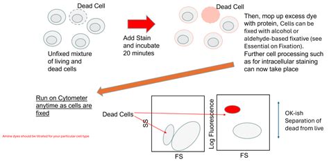 Cell Viability Assays Applied Cytometry