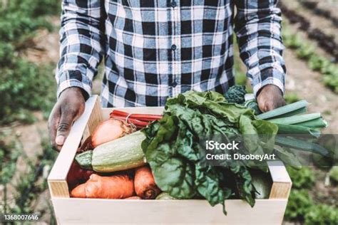 신선한 유기농 채소와 나무 상자를 들고 아프리카 농부 남자 건강한 음식과 수확 개념 손에 초점 상자에 대한 스톡 사진 및 기타 이미지 Istock