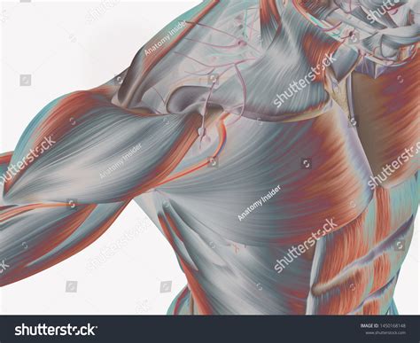 Male Torso Anatomy 3d Illustration Stock Illustration 1450168148