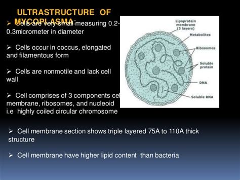 Structure And Reproduction Of Mycoplasma