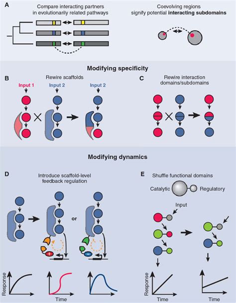Diversifying Signaling Pathways Through Rewiring A Sequence Download Scientific Diagram