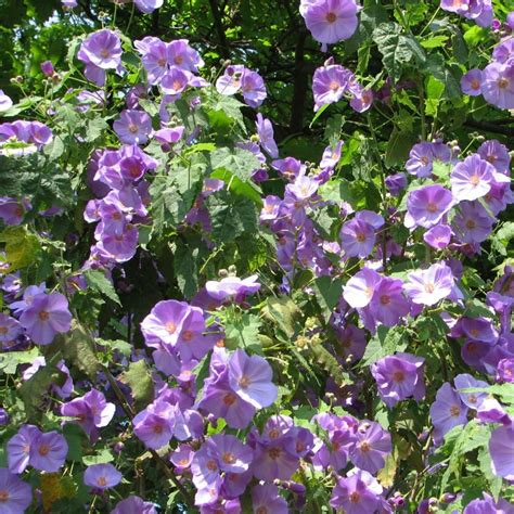 Mode Exquise Abutilon Suntense En Vente Le Jardin Secret Boutique