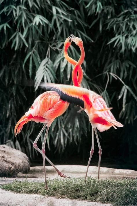 Same Sex Flamingo Dads Are Raising A Newborn Chick Together Total Apex Herald