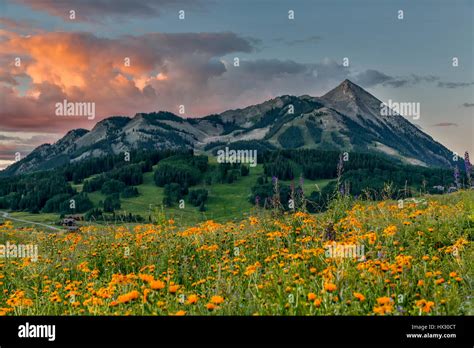 Wildflowers And Mt Crested Butte 12162 Ft Gunnison National