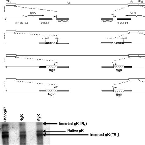 Construction And Structure Of The Ngk And Mgk Mutant Viruses A The