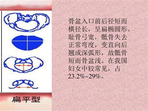 女性生理生殖系统器官 彩图照片写实男性勿看word文档在线阅读与下载免费文档