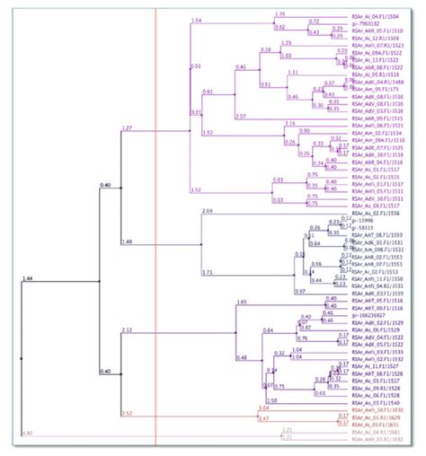 Phylogenetic Tree Obtained Using Dna Sequences Of The Fragments Download Scientific Diagram