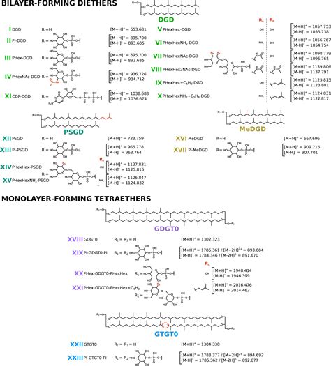 Thermococcus Litoralis Archaebacteria