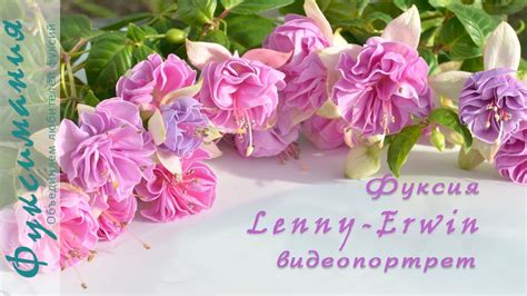 Фуксия Lenny-Erwin, видеопортрет - YouTube