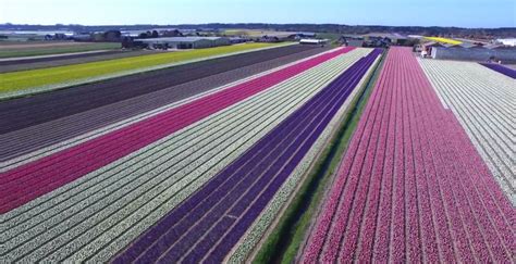 Drone Mostra As Belezas Dos Campos De Tulipas Na Holanda