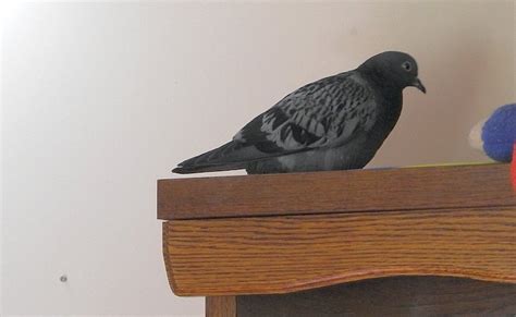 Simply Superb Swans Displaced Squabs