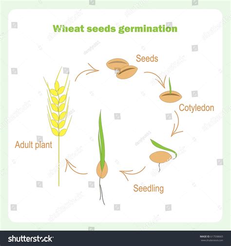 Wheat Seed Diagram