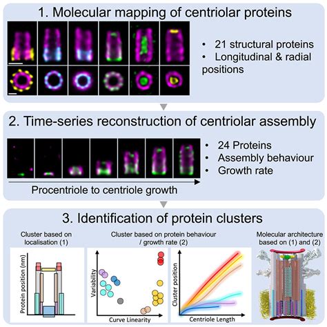 Time Series Reconstruction Of The Molecular Architecture Of Human