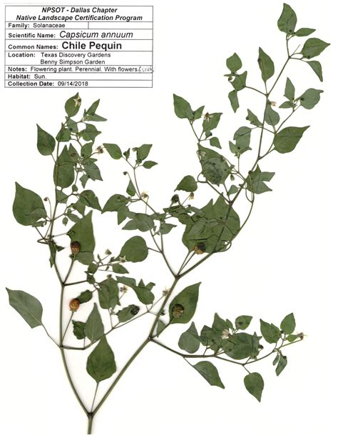 Capsicum Annuum Native Plant Society Of Texas