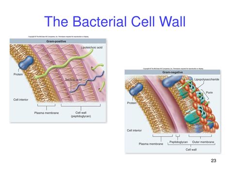 Ppt Exploring Prokaryotic Diversity And Structure Powerpoint Presentation Id 9432178