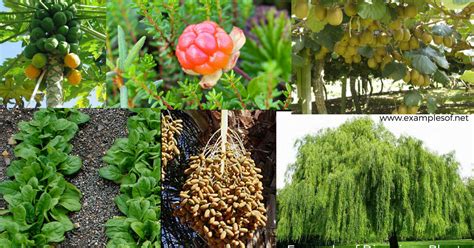 Example Of Dioecious Plants