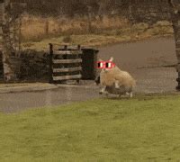 Funny Sheep