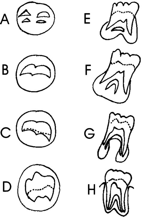 Stages Of Dental Maturity Modified From Demirjian Download Scientific Diagram