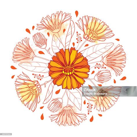 벡터는 윤곽선 금 송 화의 Officinalis의 꽃다발 또는 냄비 금 잔 화 꽃 봉 오리 잎과 꽃 파스텔 오렌지에 고립 된 흰색 배경에서 라운드 0명에 대한 스톡 벡터