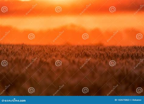 Beautiful Field Grass At Sunset With Orange Sky Stock Image Image Of
