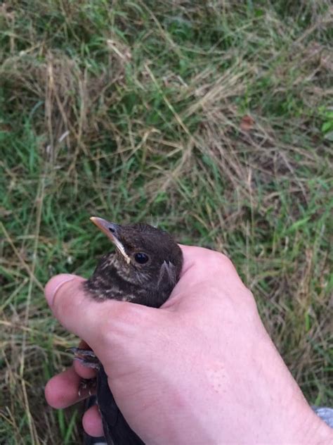 საქართველოს ველური ბუნება Wildlife In Georgia ვინარი ეს