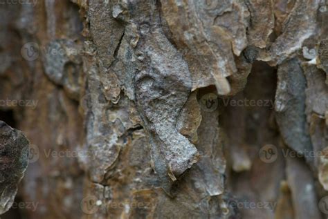 Tree Trunk After Being Cut Background 27800751 Stock Photo At Vecteezy